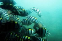 Zebravis - Pagina's [1] - Wereld encyclopedische kennis