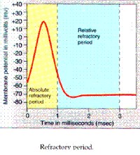 Refractaire periode - Pagina's [1] - Wereld encyclopedische kennis