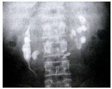 Hoefijzernier - Pagina's [1] - Wereld encyclopedische kennis