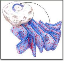 Endoplasmatisch reticulum - Pagina's [1] - Wereld encyclopedische kennis